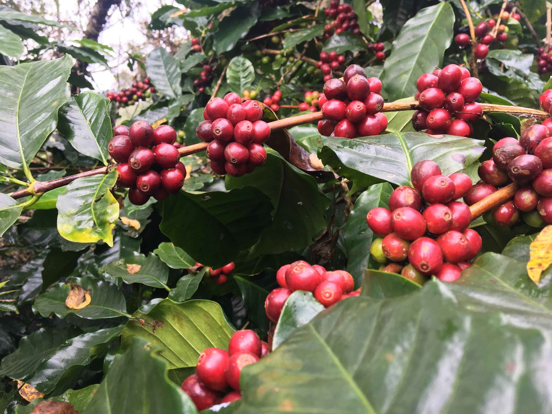 Locally Roasted Coffee - Hunter's Blend Coffee